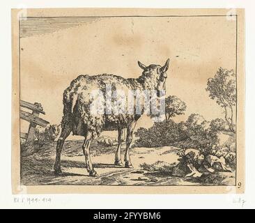 Standing sheep, from behind, at fence; Sheep Stock Photo - Alamy