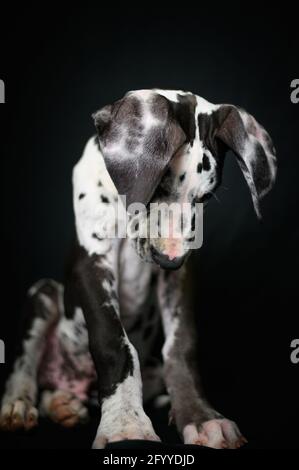 Great Dane puppy looking sad in its wood crate Stock Photo - Alamy