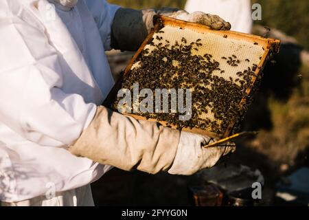 anonymous beekeeper in protective white costume gloves and wicker hat ...