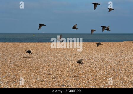 Deal is a Pebble beach located near Deal in Kent Stock Photo - Alamy