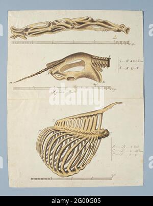 . Skeletal parts of a giraffe: the neck, the pelvis with the tail and ...