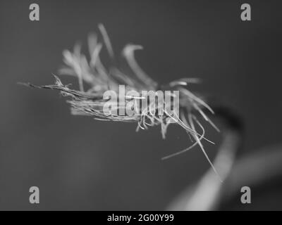 Closeup shot of silver coil wire on a black surface Stock Photo - Alamy