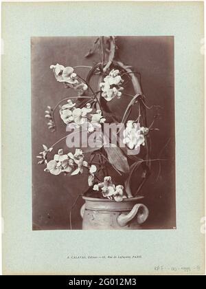 Flower study. Part of collective tape with photos of flower studies ...