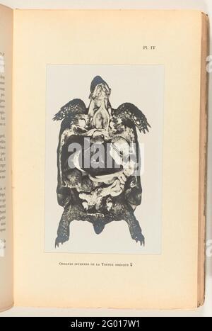 Organes internes de la Tortue grecque femelle. A.-L. Donnadieu ...