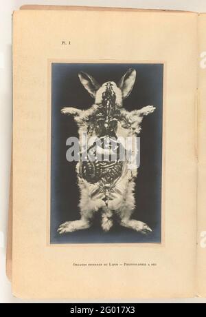 Organes internes du Lapin - Photographie dans l'eau. A.-L. Donnadieu ...