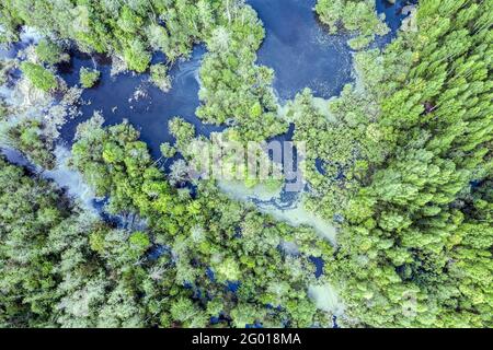 Wetland landscape during the summer Stock Photo - Alamy