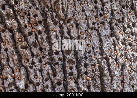 Acorn Woodpecker with Stored Acorns Stock Photo - Alamy