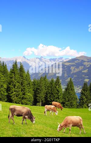 cows on pasturage, ecological farm, Jeseniky mountains, Czech republic ...