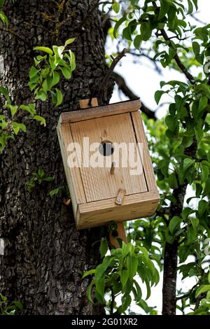 Handmade wooden bird box nailed to a tree with ivy around Stock Photo ...