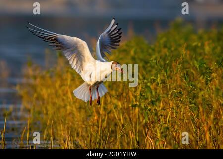 Flying Gull. Blue green nature background. Bird: Mediterranean Gull ...