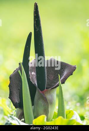 Solomon's lily Arum Stock Photo - Alamy