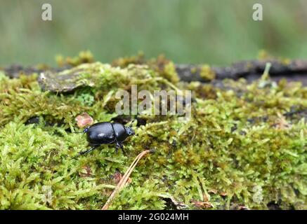dung beetle walks on green moss Stock Photo - Alamy