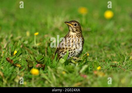 Adult song thrush foraging Stock Photo - Alamy