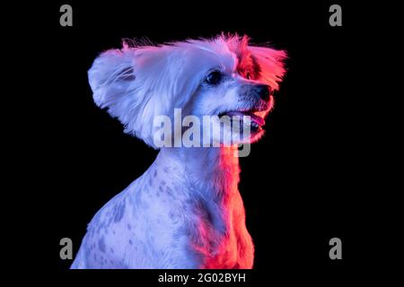 Close-up portrait of young beuatiful girl, student in bright red ...