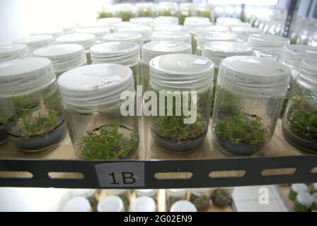 Plant tissue culture laboratory managed by the Indonesian Institute of ...