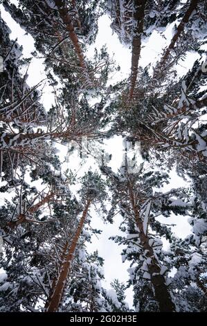 Capcir forest in winter after a snowfall (Les Angles, Pyrénées ...