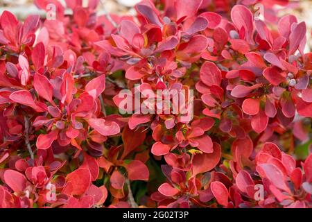Berberis Fire Ball Berberis thunbergii Fire Ball Japanese Barberry ...