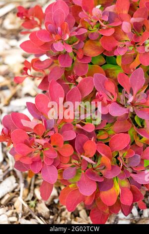 Berberis Ruby Star Spring Shrub Foliage Red Leaves Japanese Barberry ...