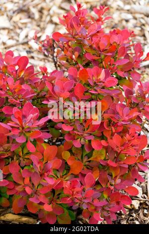 Berberis thunbergii "Ruby Star", Japanese Barberry Stock Photo - Alamy
