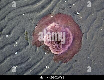 A stranded fire jellyfish on the Baltic Sea in Denmark Stock Photo - Alamy