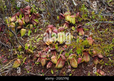 Large group of Cephalotus follicularis, the Western Australian pitcher ...