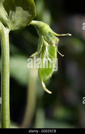 Detailed closeup on a fresh emerged shoulder-striped wainscot moth ...