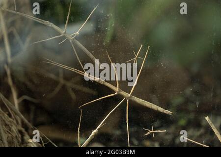 Annan stick insect close up macro Stock Photo - Alamy