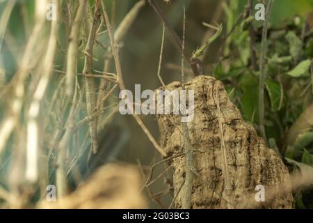Annan stick insect close up macro Stock Photo - Alamy