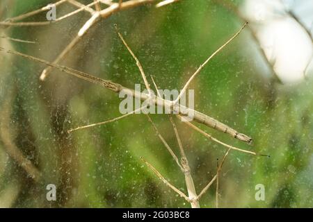 Annan stick insect close up macro Stock Photo - Alamy