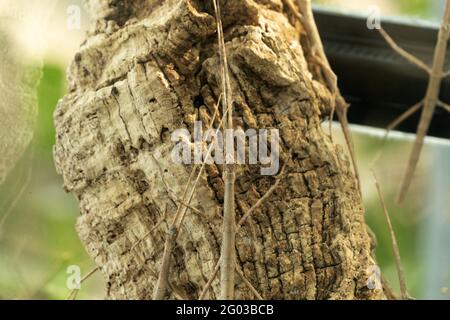 Annan stick insect close up macro Stock Photo - Alamy