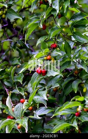 Ripe and unripe fruits and leaves of Cornus kousa Stock Photo - Alamy