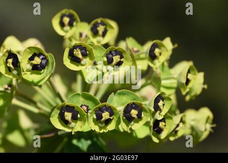 Mediterranean Spurge, aka Albanian Spurge, Euphorbia characias, an ...