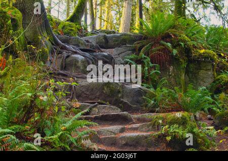 Tree roots growing over a rock Stock Photo - Alamy