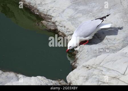 Rotschnabelmöwe / Red-billed gull / Larus scopulinus Stock Photo - Alamy