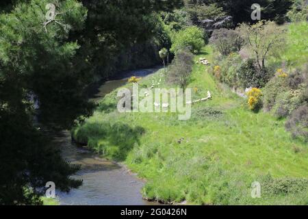 Moawhango River / Moawhango River / Schaf / Sheep / Ovis Stock Photo ...