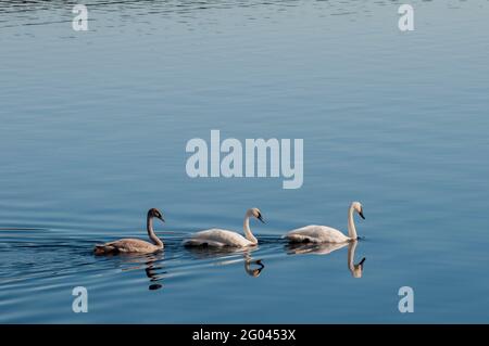 Pair of Trumpeter Swans in Minnesota Stock Photo - Alamy