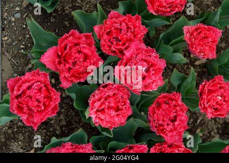 Red double fringed tulips (Tulipa) Fiery Dream bloom in a garden in ...