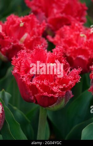 Red double fringed tulips (Tulipa) Fiery Dream bloom in a garden in ...