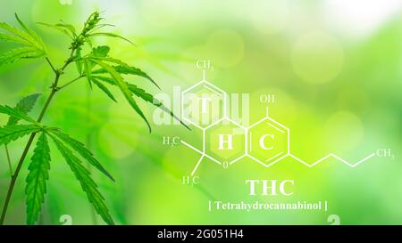 Cannabis Wallpaper. Chemical formula Tetrahydrocannabinol (THC ...