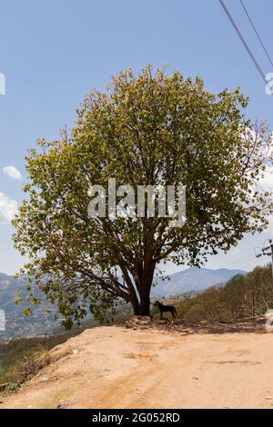 A single tree stands alone at Batase Dada, Tansen, Palpa, Nepal with ...