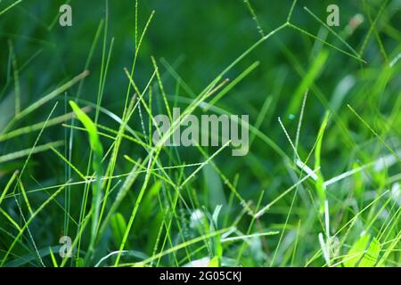 Poaceae or Gramineae is a large and nearly ubiquitous family of ...