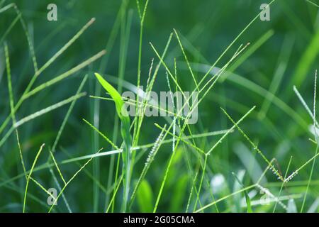 Poaceae or Gramineae is a large and nearly ubiquitous family of ...