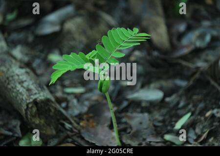 Tamarind is a leguminous tree bearing edible fruit that is indigenous ...
