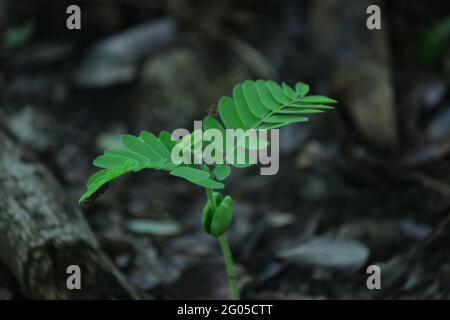 Tamarind is a leguminous tree bearing edible fruit that is indigenous ...