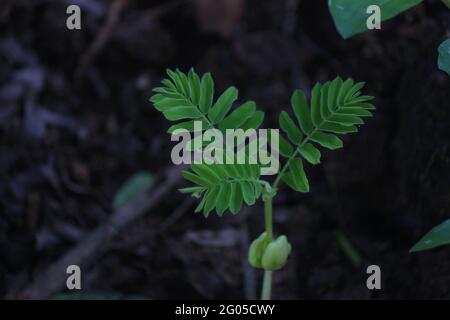 Tamarind is a leguminous tree bearing edible fruit that is indigenous ...