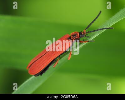 Red Net-winged Beetle (Dictyoptera simplicipes Stock Photo - Alamy
