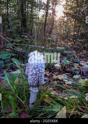 A vertical shot of a forest in autumn Stock Photo - Alamy