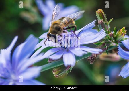 Chicory bee on a light purple flower. Natural summer photo Stock Photo ...