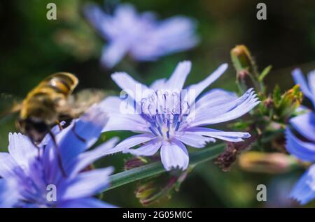Chicory bee on a light purple flower. Natural summer photo Stock Photo ...