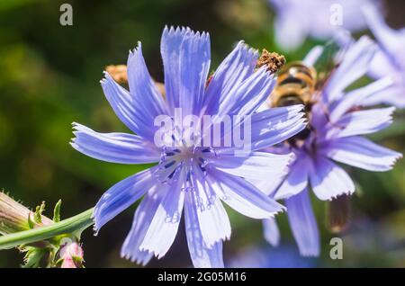 Chicory bee on a light purple flower. Natural summer photo Stock Photo ...